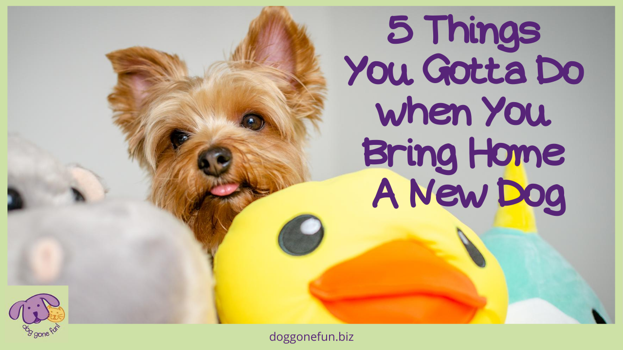 5 Things You Gotta Do when You Bring Home A New Dog - Dog Gone Fun! Dog ...